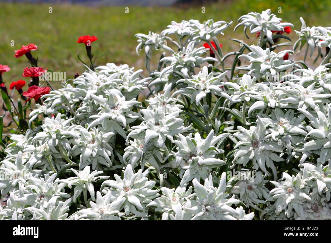 edelweiss in the alp. a very rare and protected flower seen in swiss ...