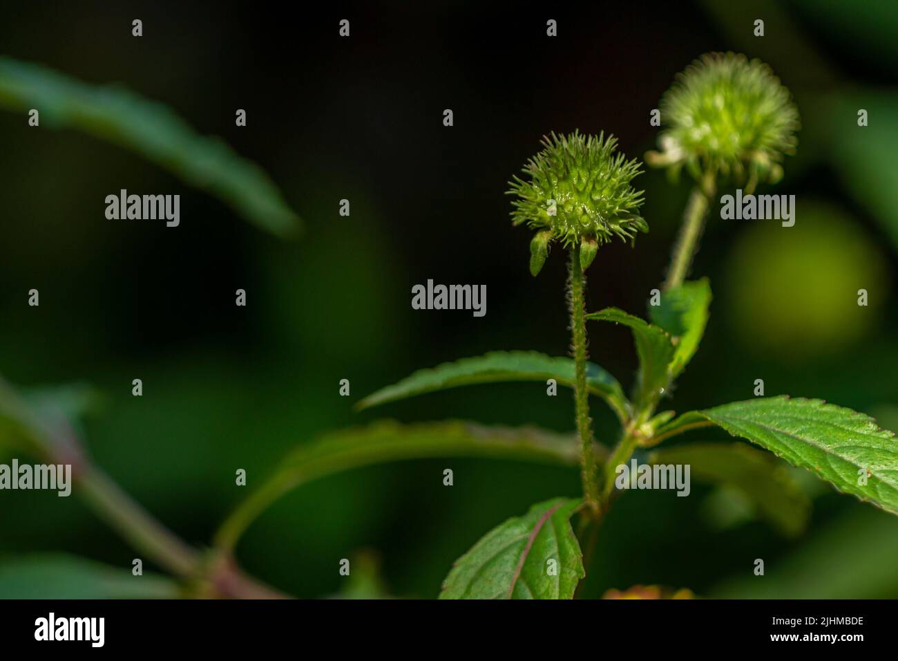 Knobweed plant flower in the form of a ball with a rough and pointed ...