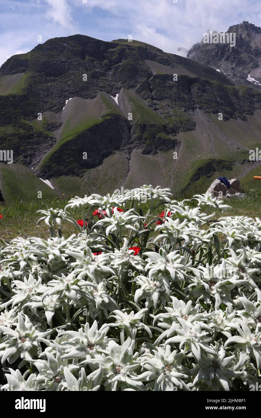 edelweiss in the alp. a very rare and protected flower seen in swiss ...