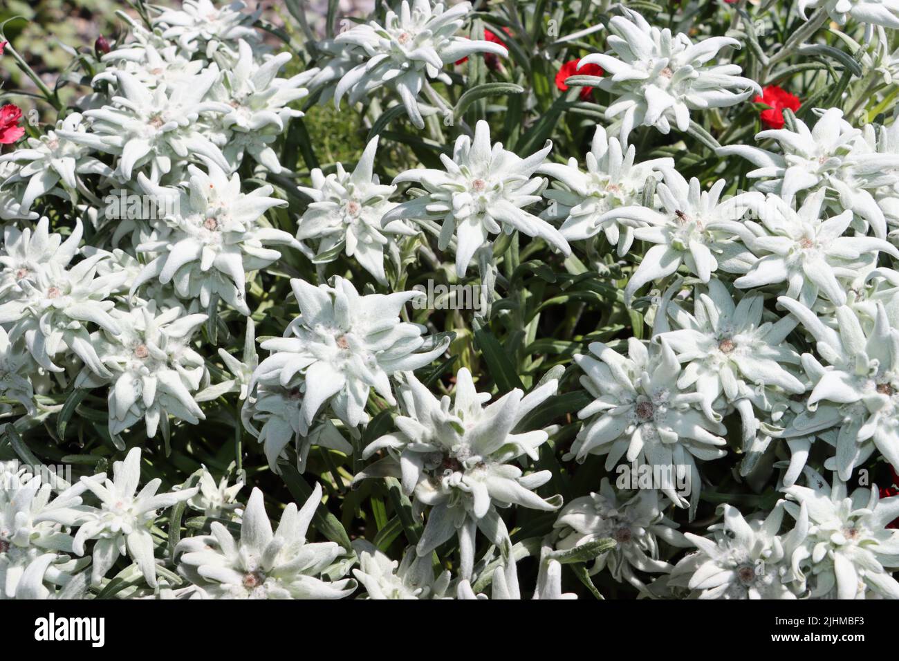 edelweiss in the alp. a very rare and protected flower seen in swiss ...