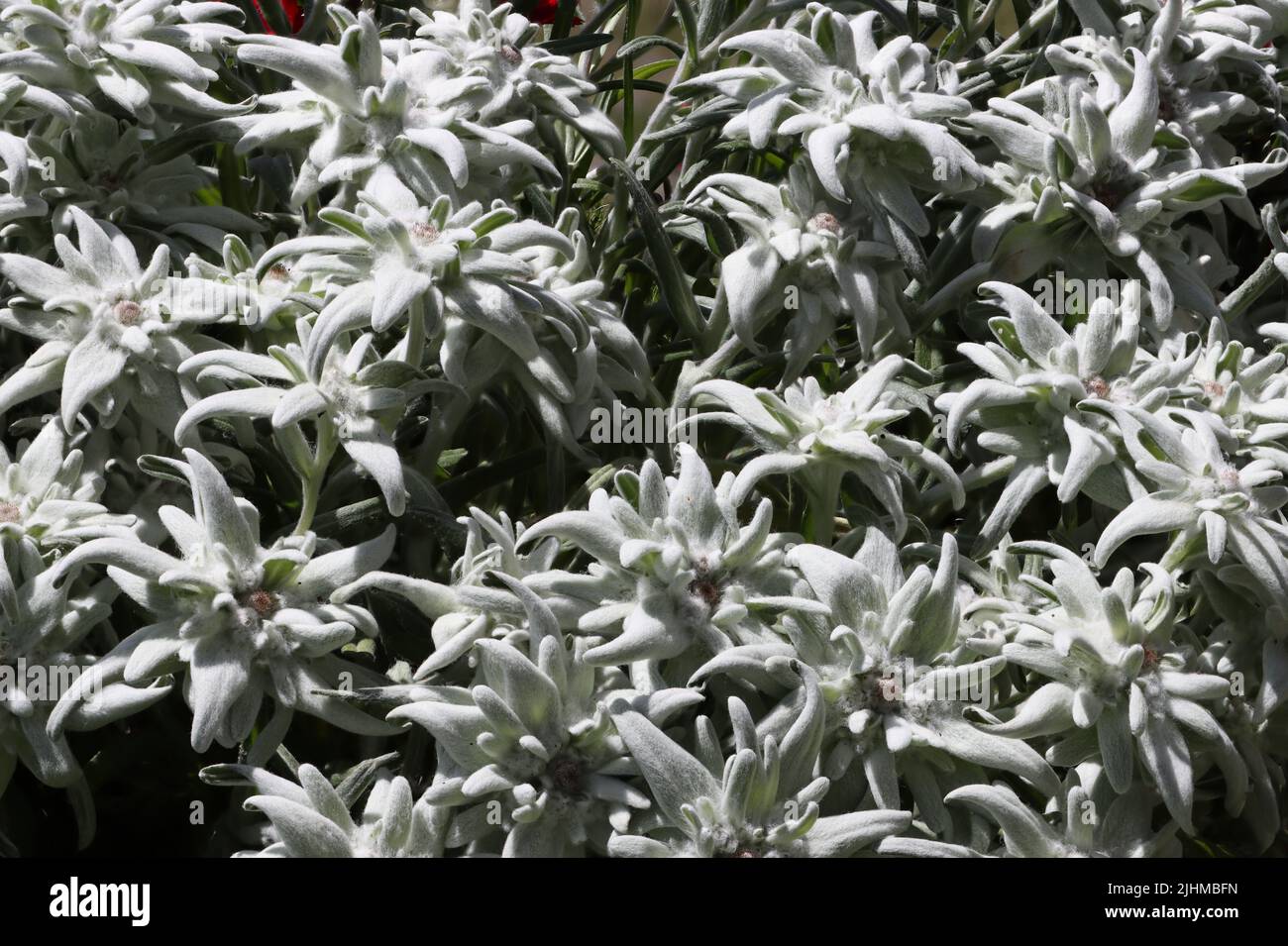 edelweiss in the alp. a very rare and protected flower seen in swiss ...