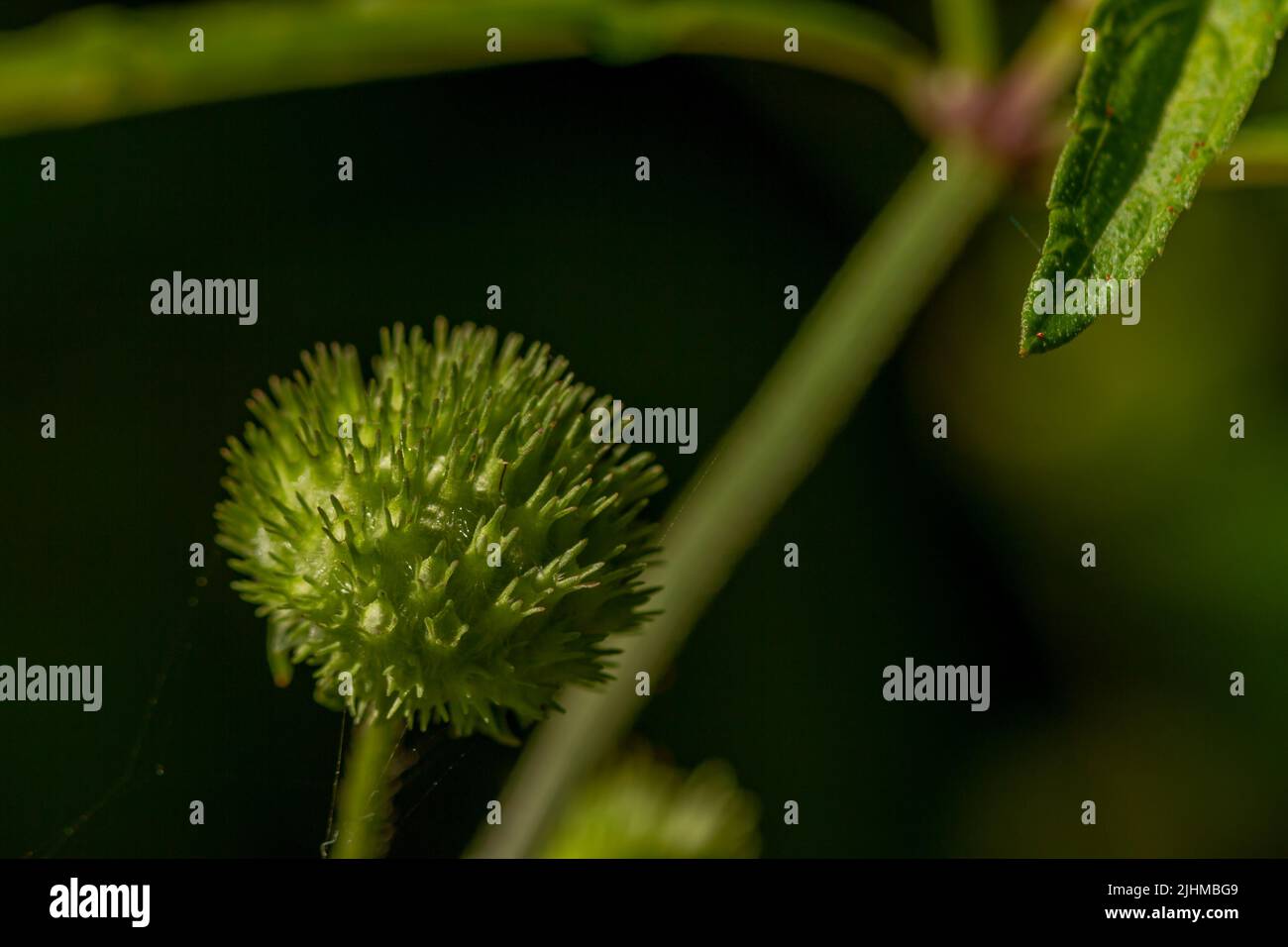 Knobweed plant flower in the form of a ball with a rough and pointed ...