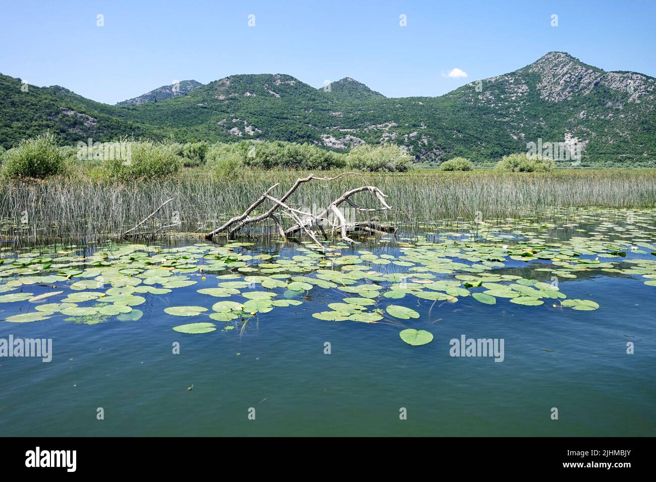 National park, Scadar lake, Montenegro Stock Photo - Alamy