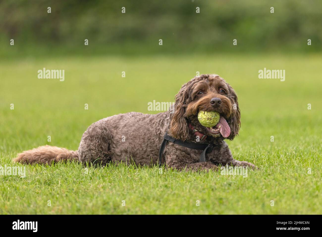 Brown cockapoo with tennis ball in mouth and tongue sticking looking at ...