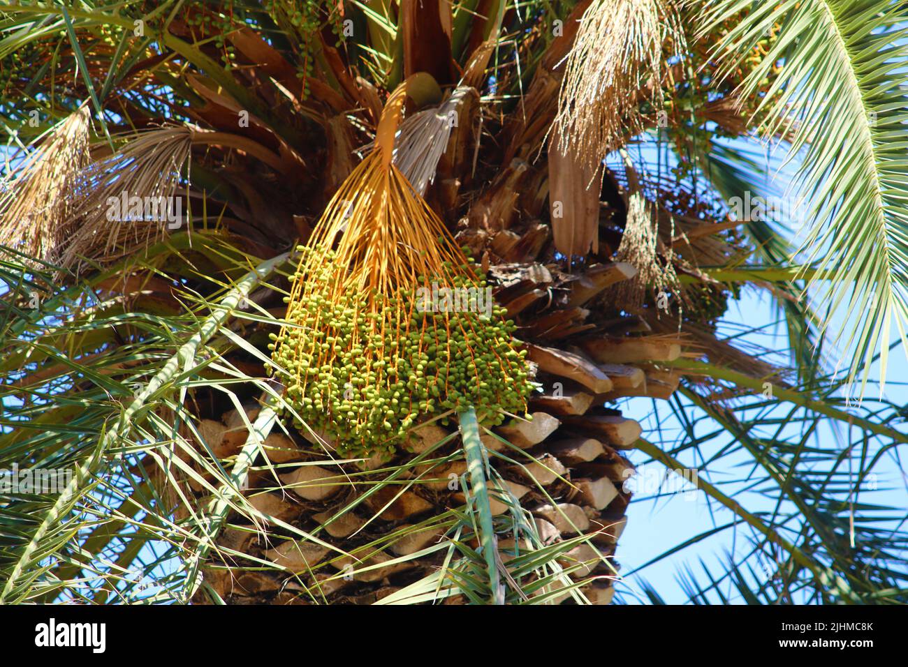 Dates hanging from the palm tree in Bahai garden in Haifa, Israel Stock ...