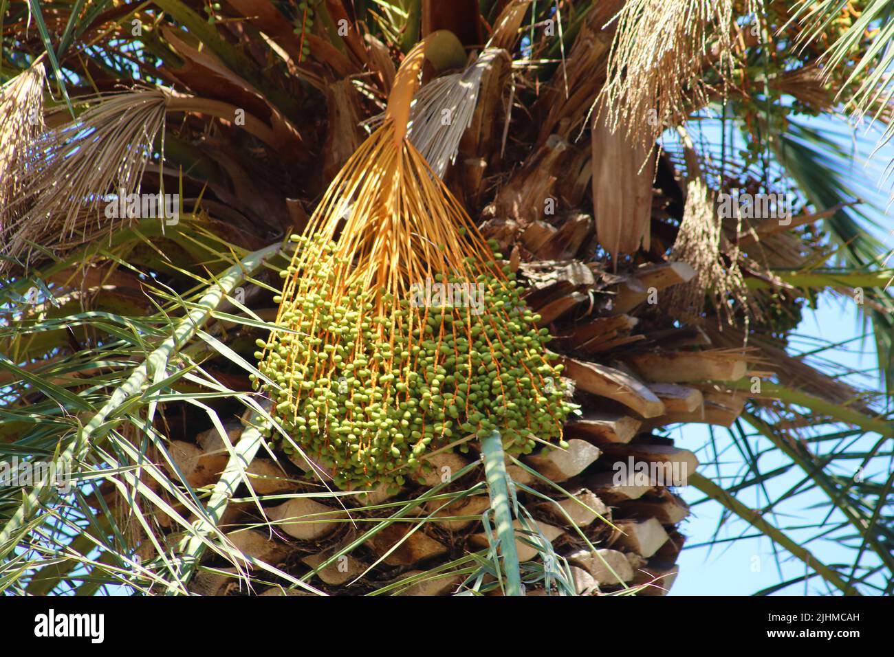 Dates hanging from the palm tree in Bahai garden in Haifa, Israel Stock ...