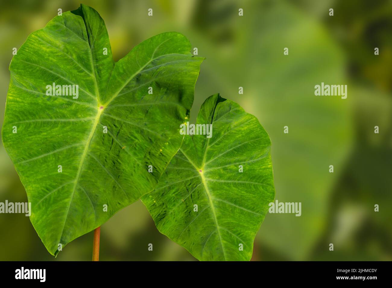 The heart-shaped leaves of the Taro plant are green, have a smooth and ...