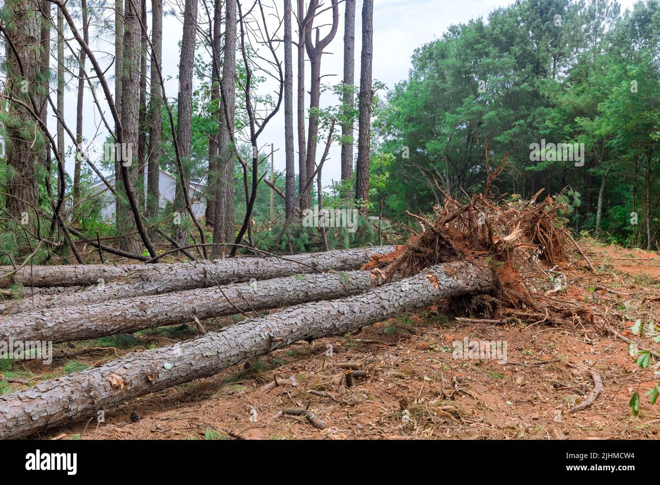 Landscape of forests being cut down fresh tree roots being chopped down ...
