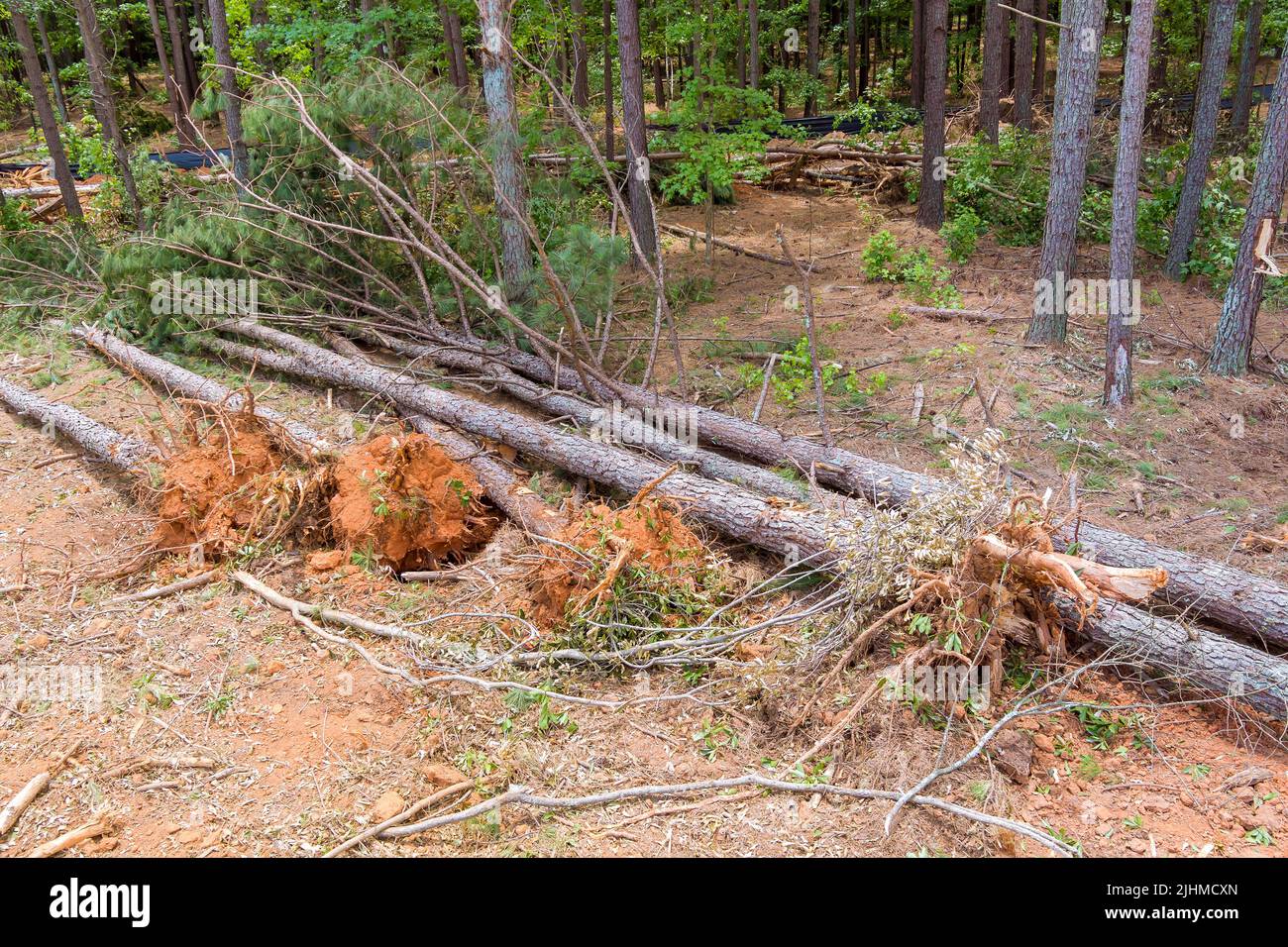 A construction site with trees uprooted roots, and a landscape that was ...
