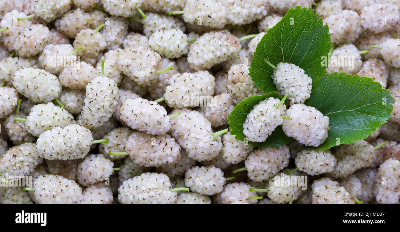 Fresh sweet white berries. ( Morus alba) Summer organic fruits ...