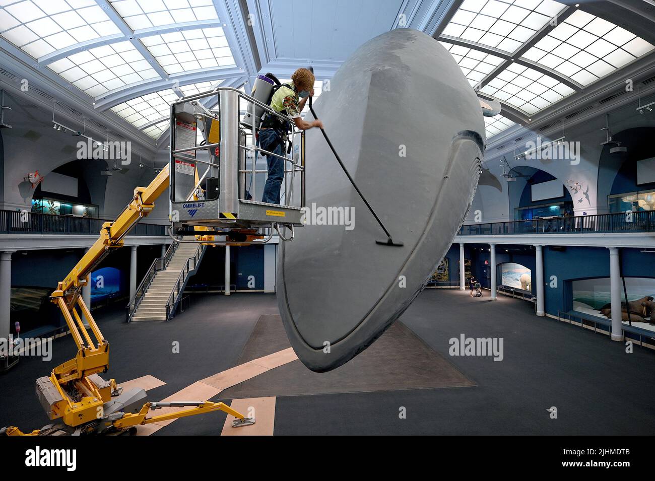 Blue whale life sized model hi-res stock photography and images - Alamy