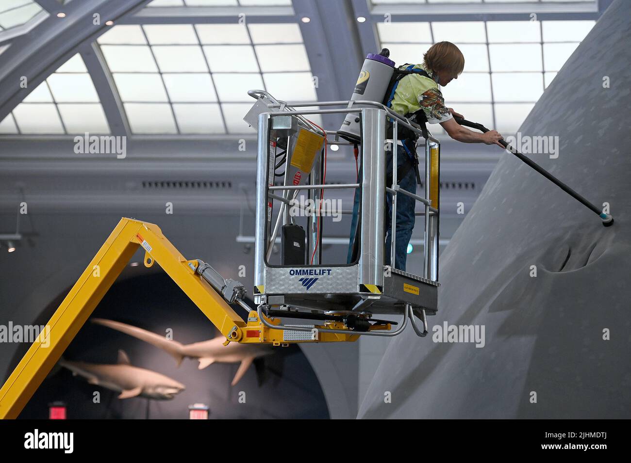 Blue whale life sized model hi-res stock photography and images - Alamy