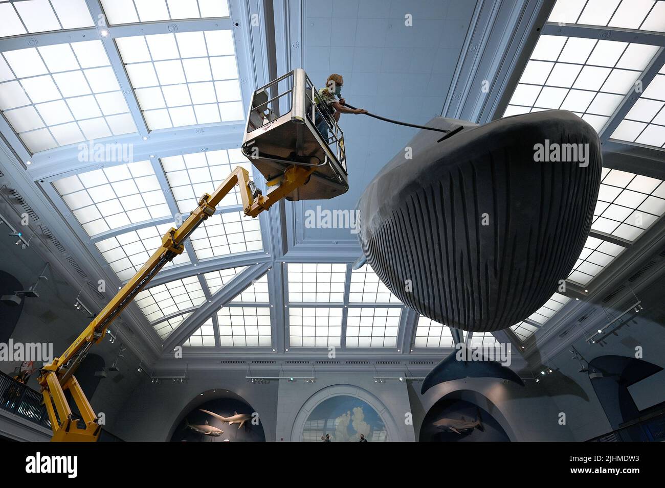 Blue whale life sized model hi-res stock photography and images - Alamy