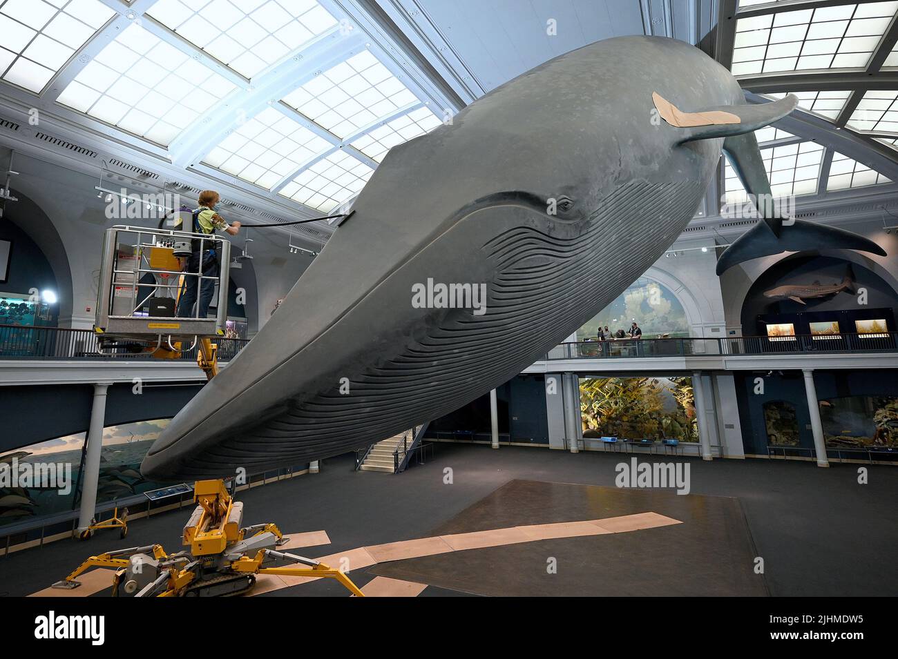 Blue whale life sized model hi-res stock photography and images - Alamy