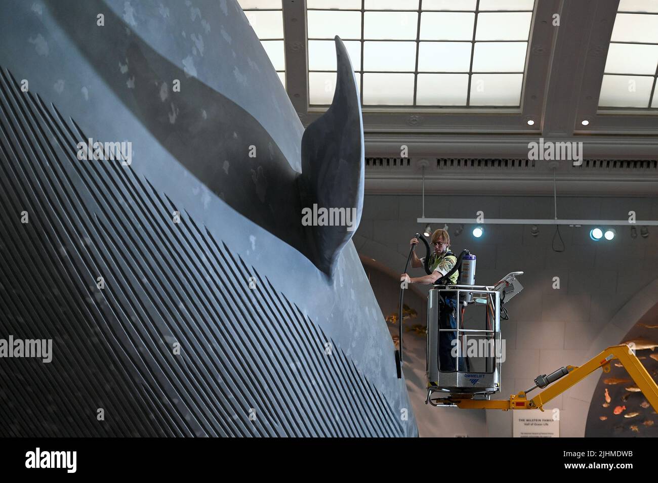 Blue whale life sized model hi-res stock photography and images - Alamy