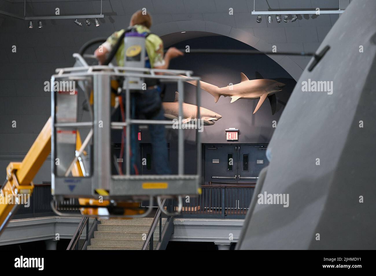 Blue whale life sized model hi-res stock photography and images - Alamy