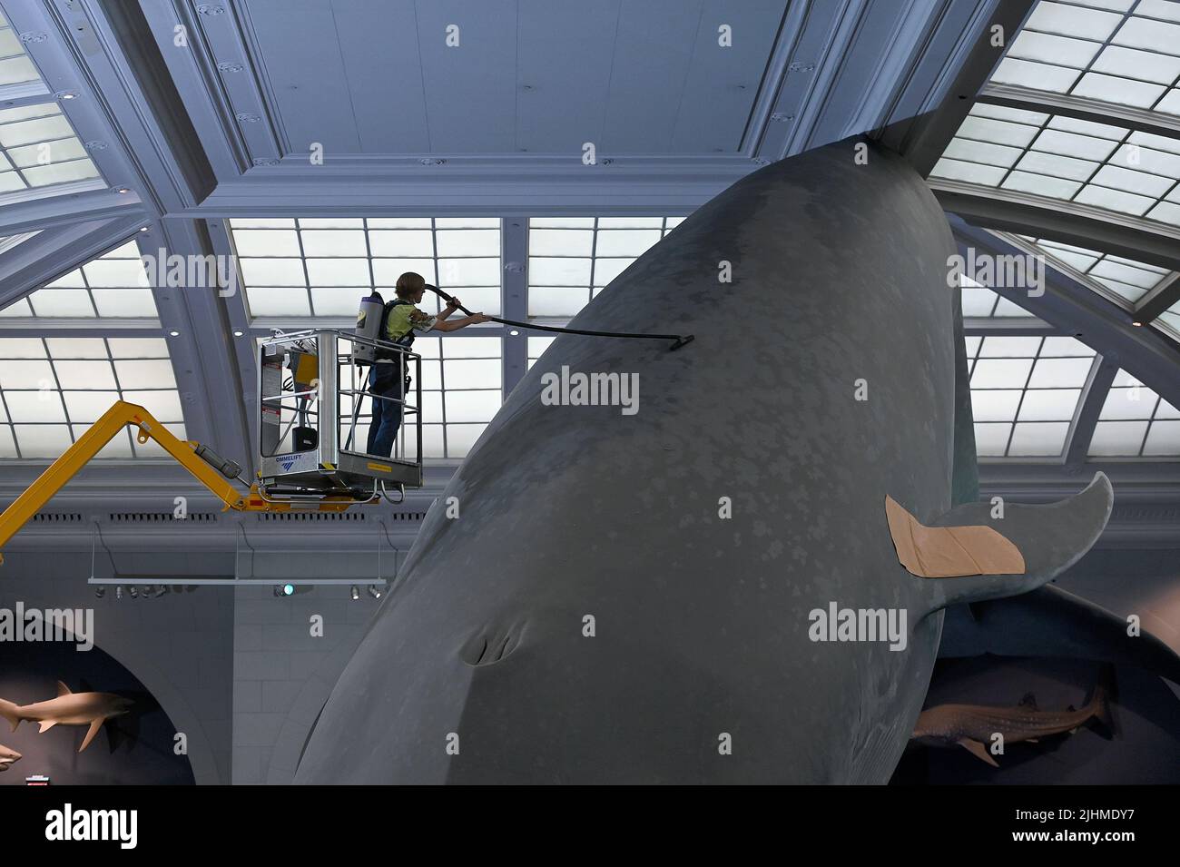 Blue whale life sized model hi-res stock photography and images - Alamy