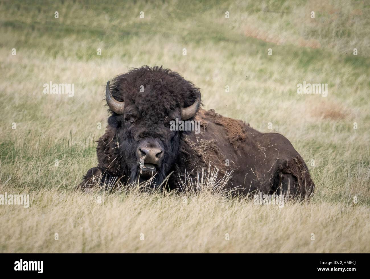Single Bison or American Buffalo in Custer State Park ion South Dakota ...