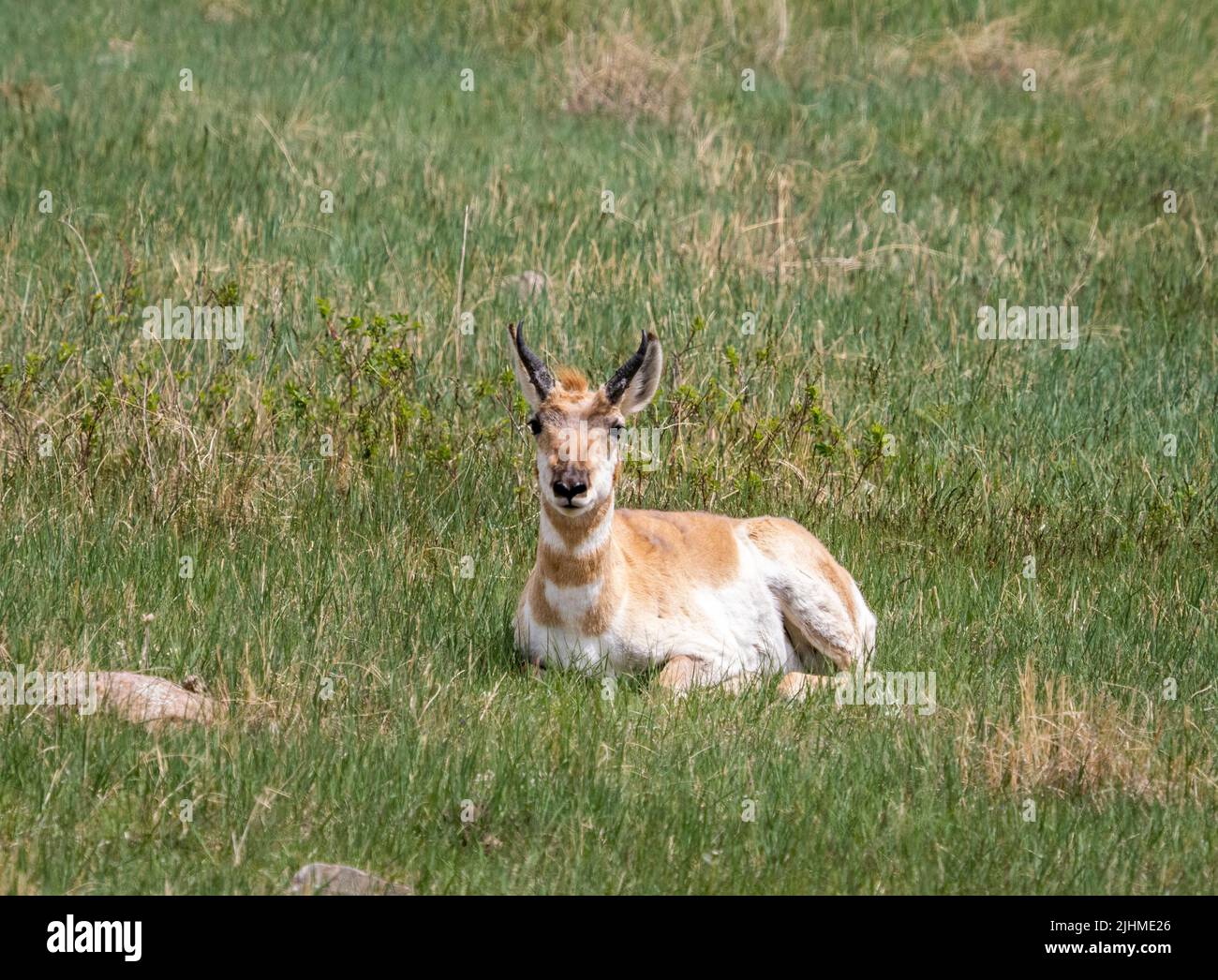 Pronghorn or Antelope in Custer State Park in South Dakota USA Stock ...