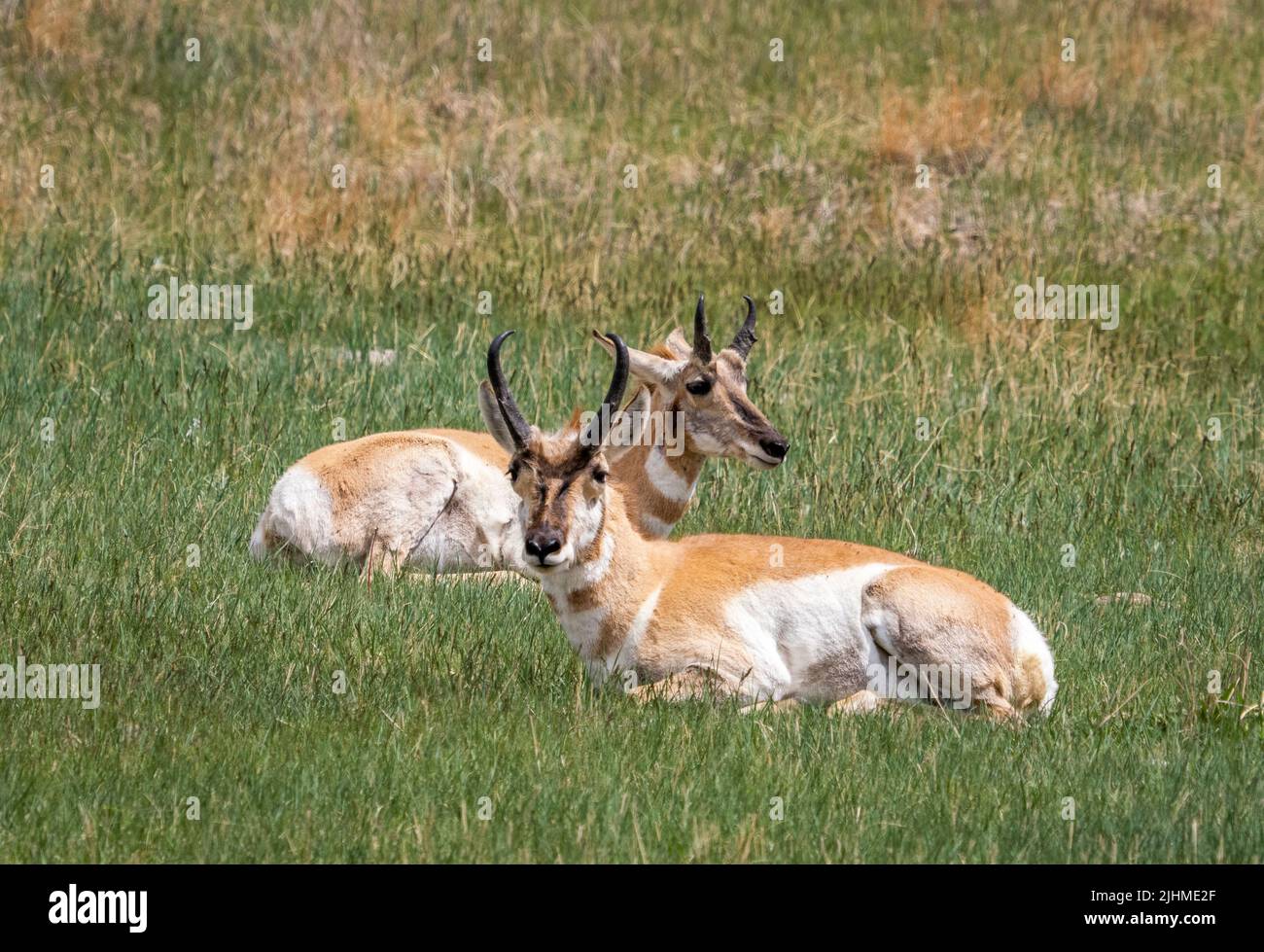 Pronghorn or Antelope in Custer State Park in South Dakota USA Stock ...
