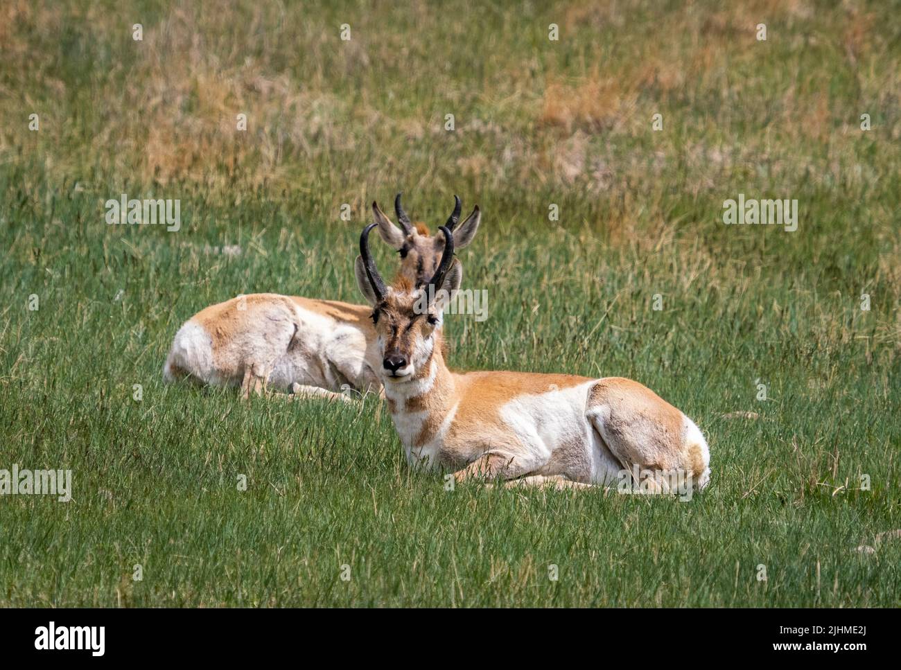 Pronghorn or Antelope in Custer State Park in South Dakota USA Stock ...