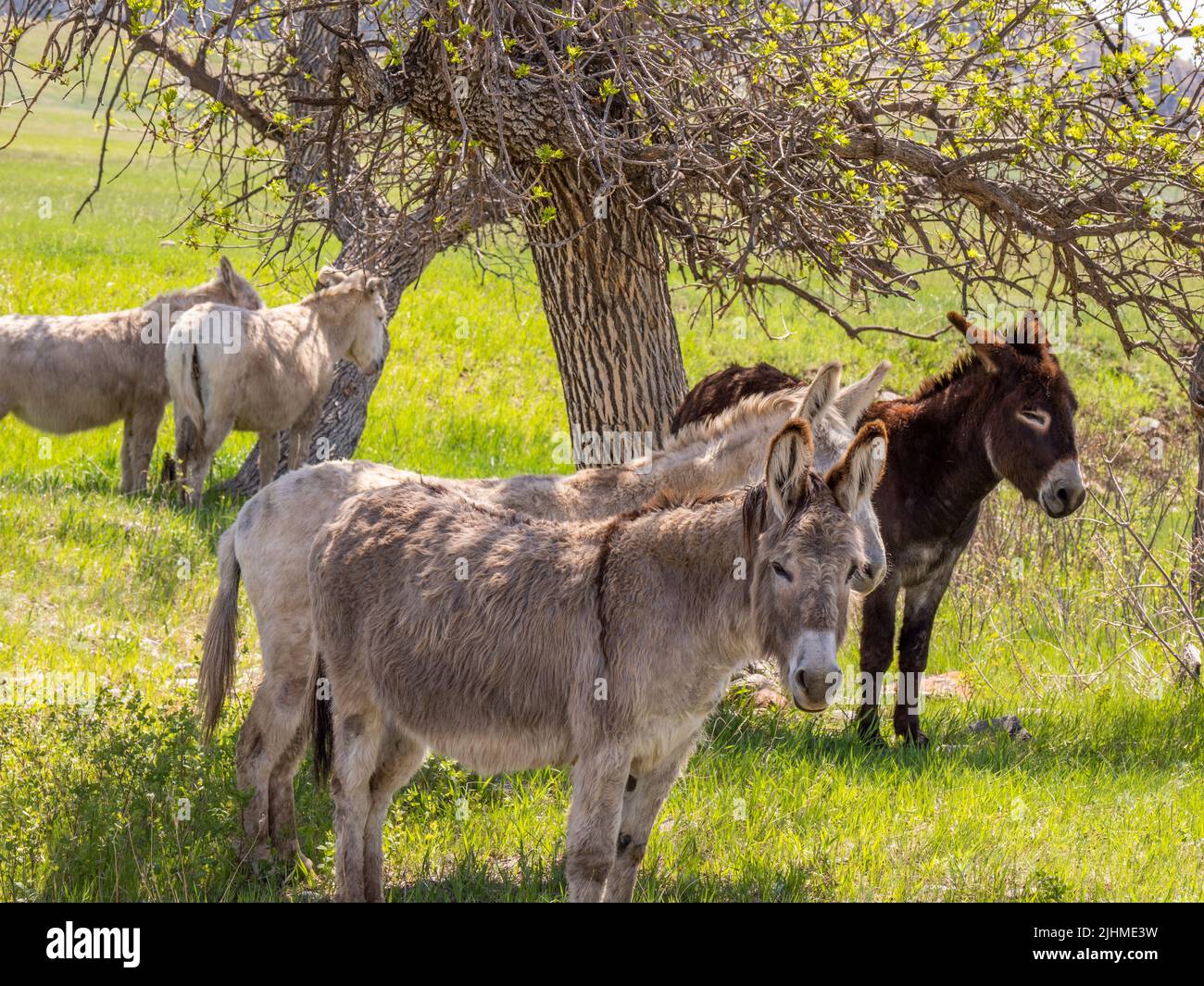 Wild Burros or Donkeys along Wildlife Loop Road in Custer State Park in ...