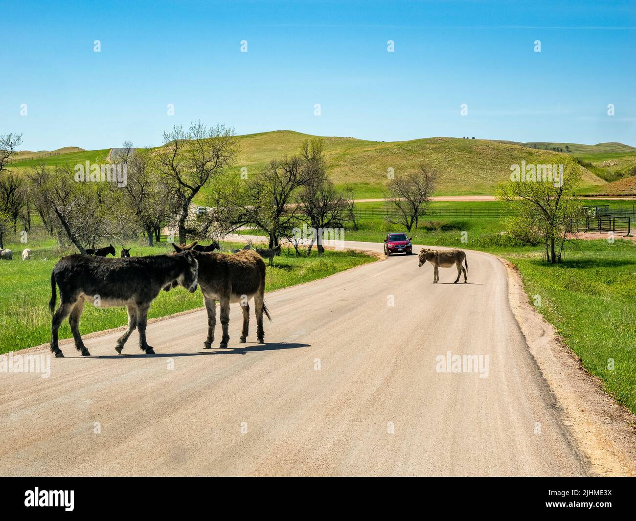 Wild Burros or Donkeys on Wildlife Loop Road in Custer State Park in ...