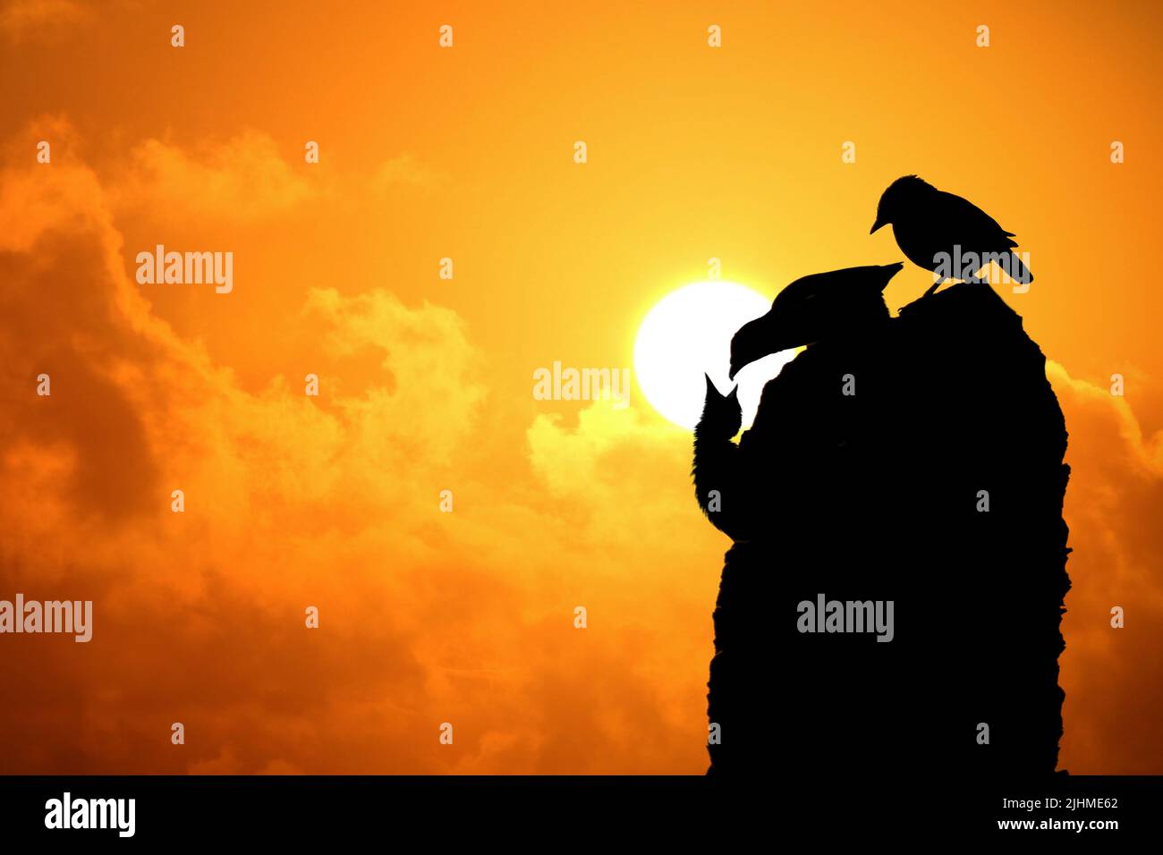 Mom and father bird feeding baby bird, bright sunny background Stock ...