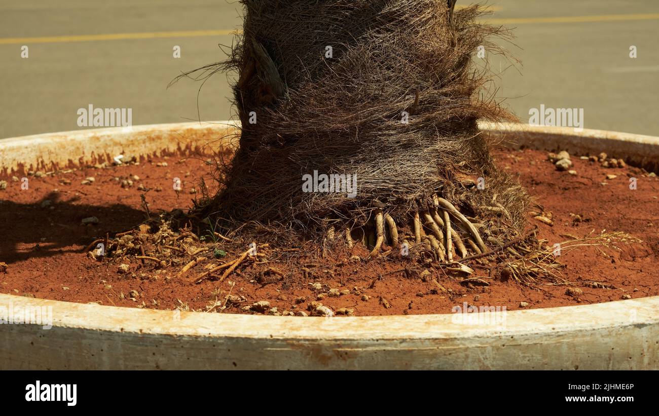 Palma roots hi-res stock photography and images - Alamy
