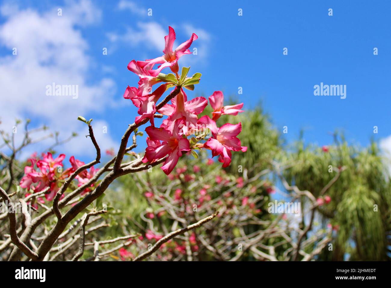Flower in hawaii hi-res stock photography and images - Alamy
