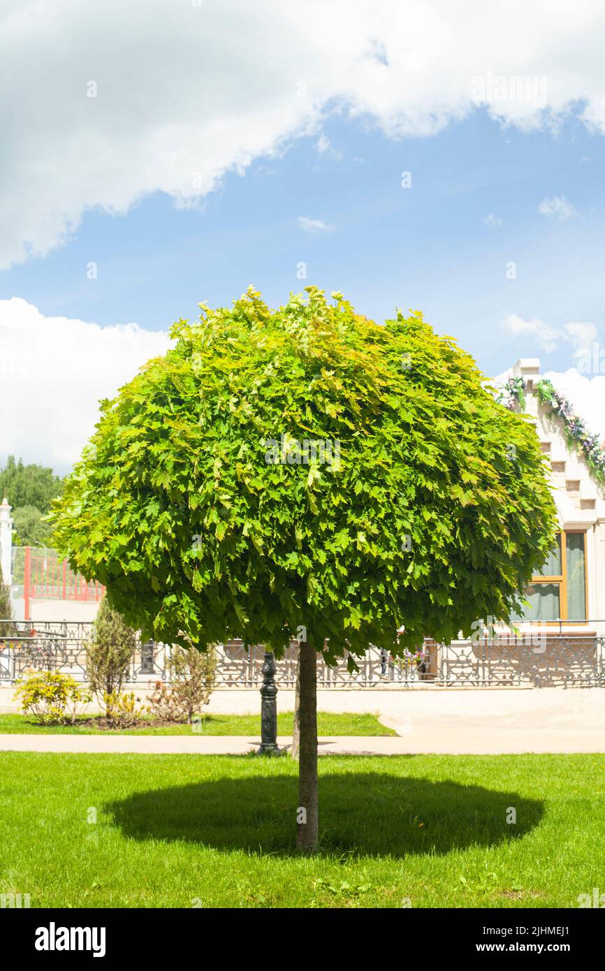 Round shaped maple tree on sunny summer day in the park with blue sky ...