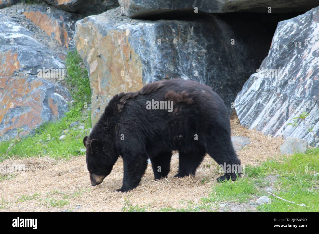 Alaskan black bear Stock Photo - Alamy