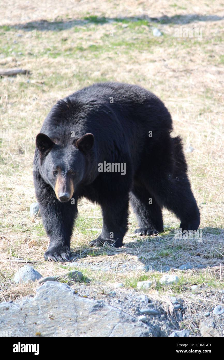 Alaskan black bear Stock Photo - Alamy