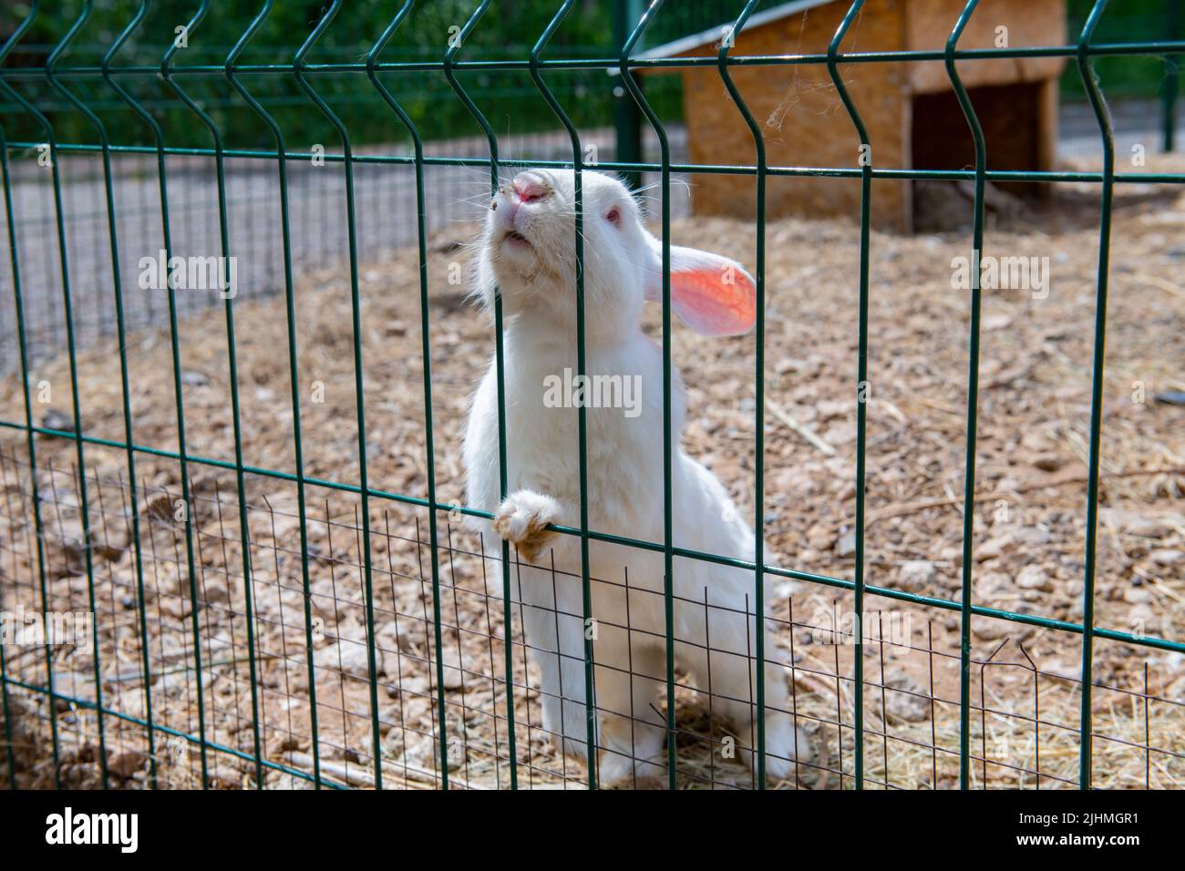 Small fauna hi-res stock photography and images - Alamy