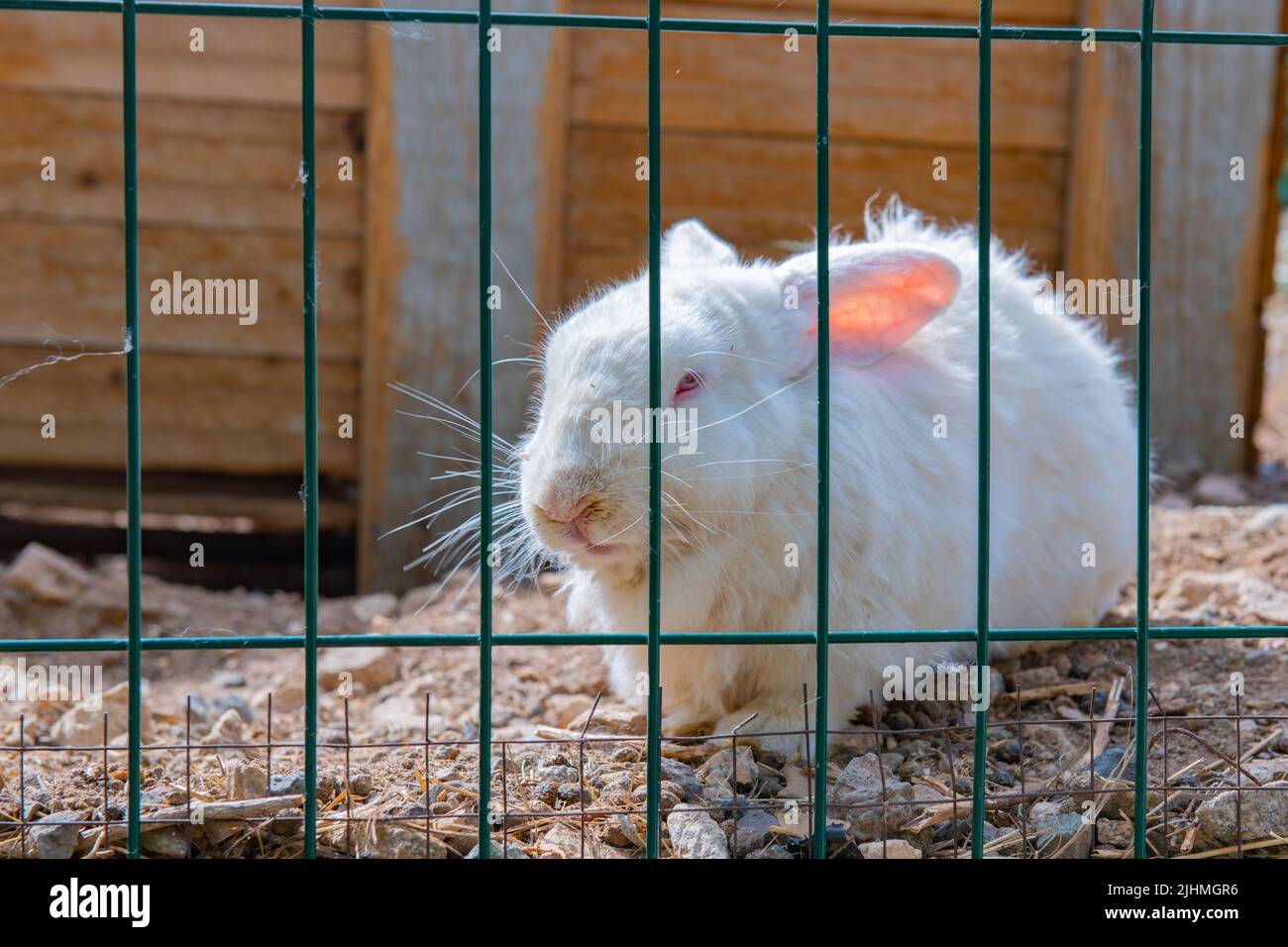 one affectionate white rabbit approaches the cage Stock Photo - Alamy