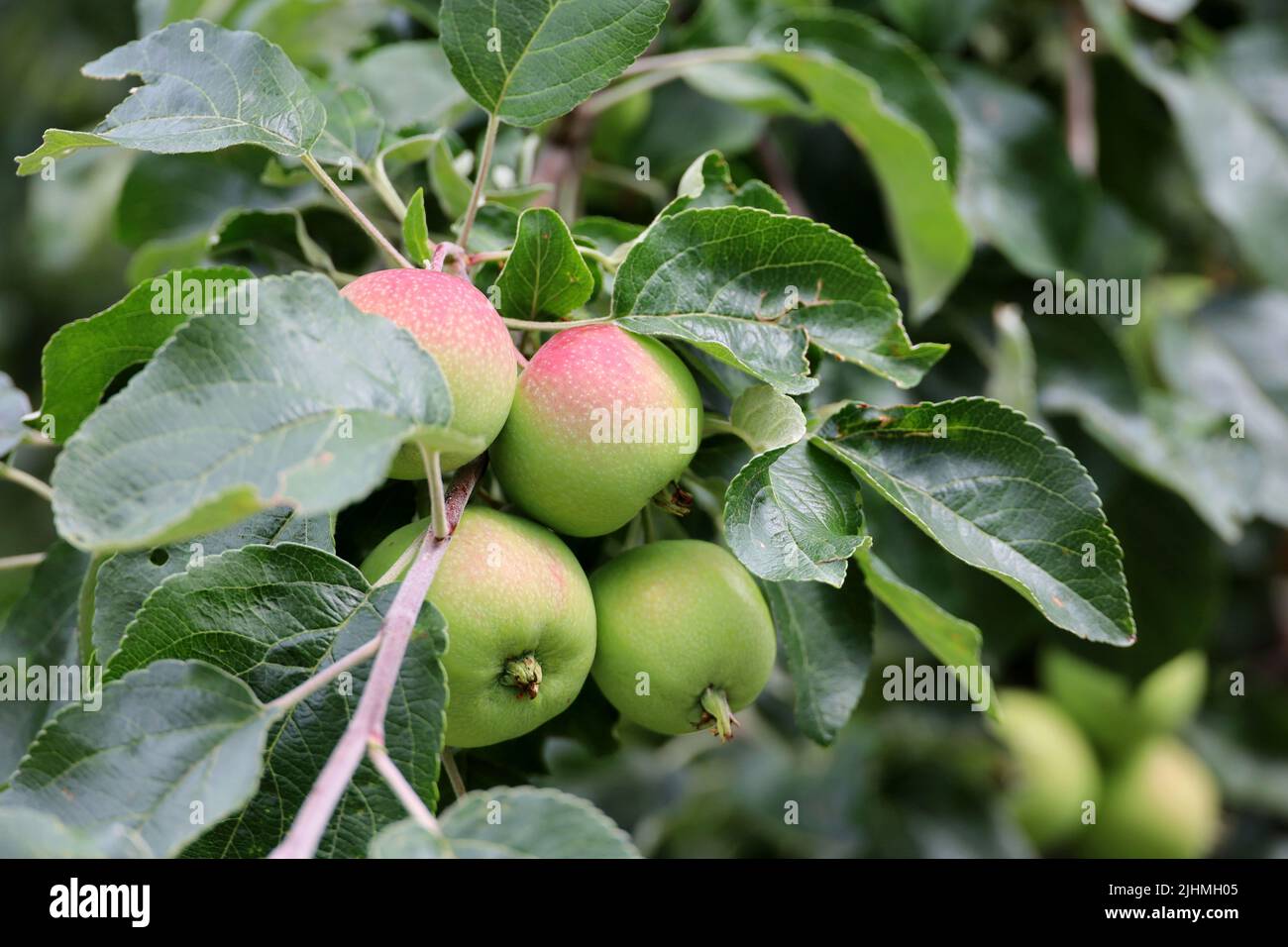 Apples growing on a tree in garden. Ripening fruits hanging on branch ...