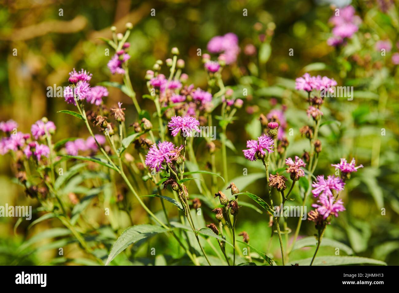 vernia arkansas in the botanical garden in batumi Stock Photo - Alamy