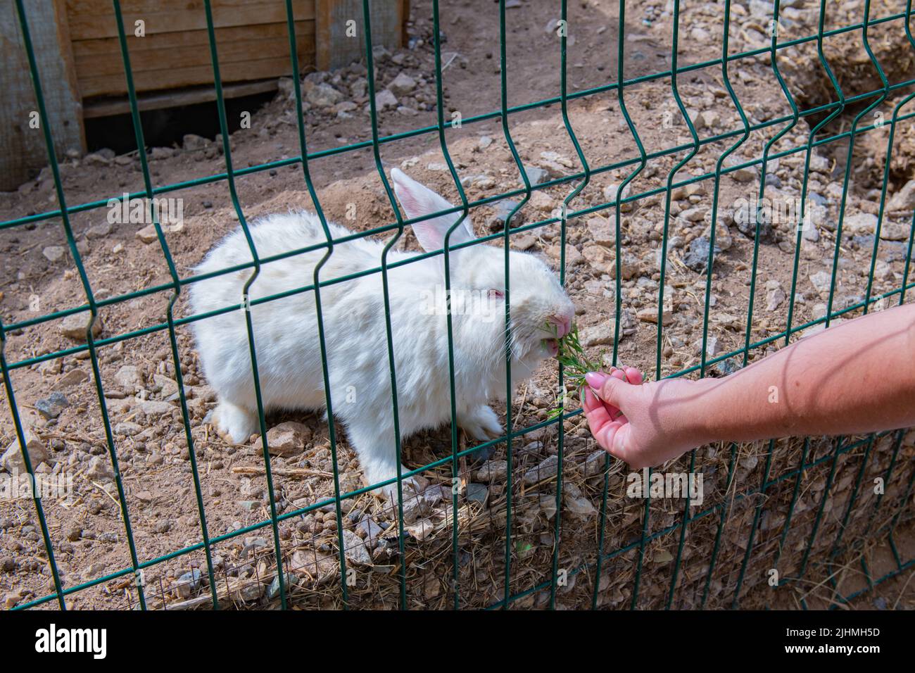 little white rabbit eats grass through the grate Stock Photo - Alamy