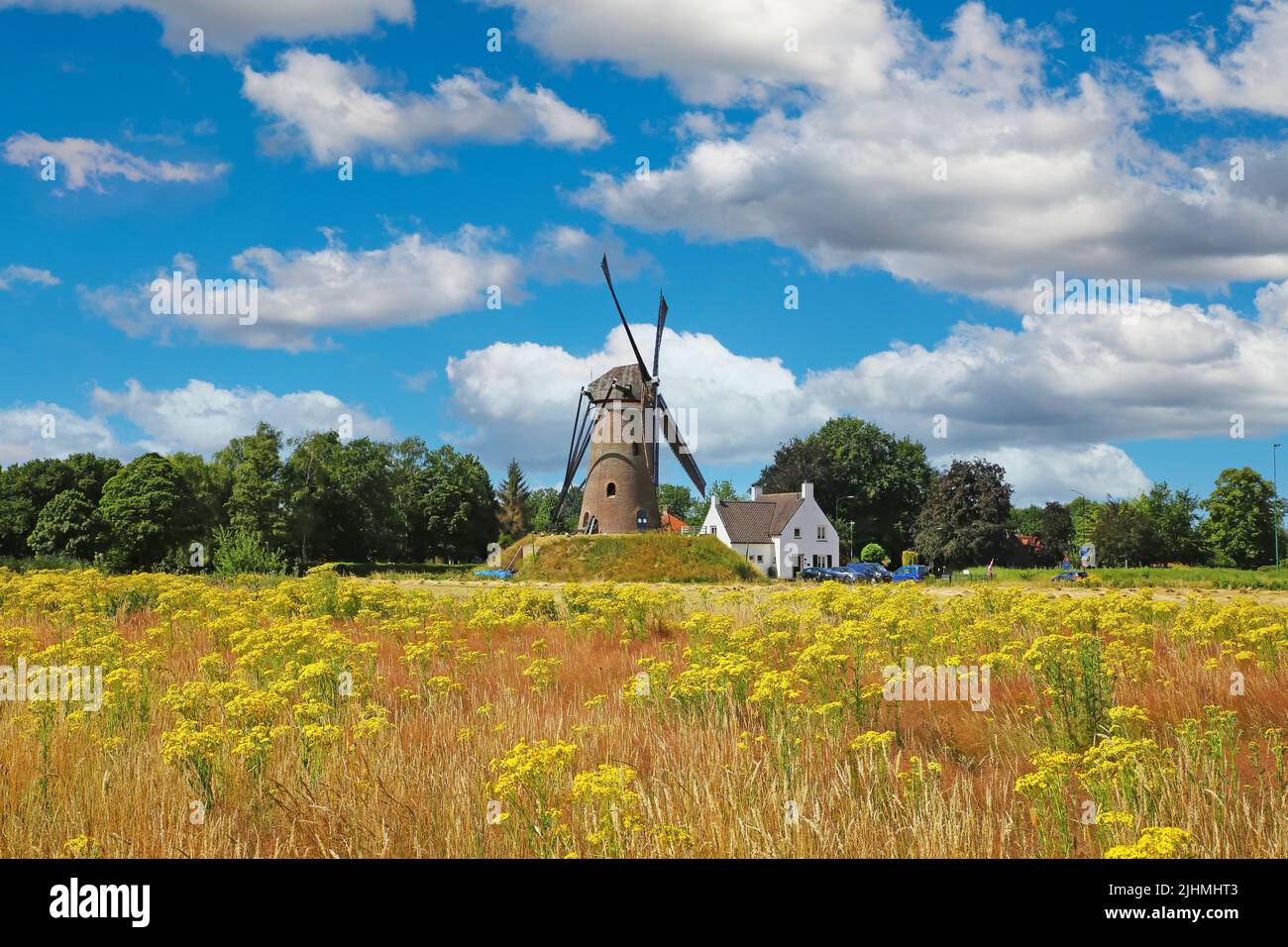 Beautiful dutch rural countryside landscape, field with yellow flowers ...