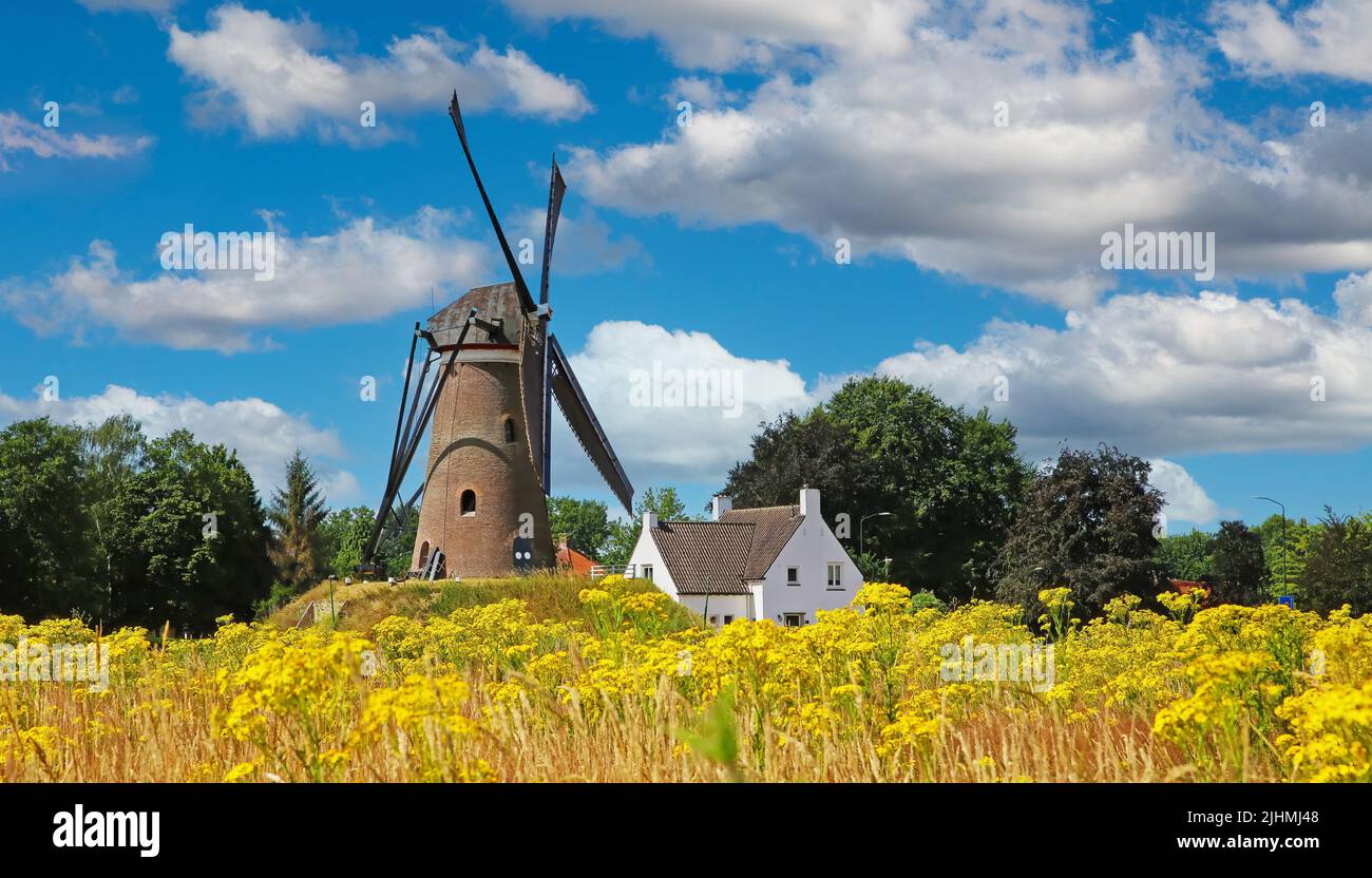 Beautiful dutch rural countryside landscape, field with yellow flowers ...