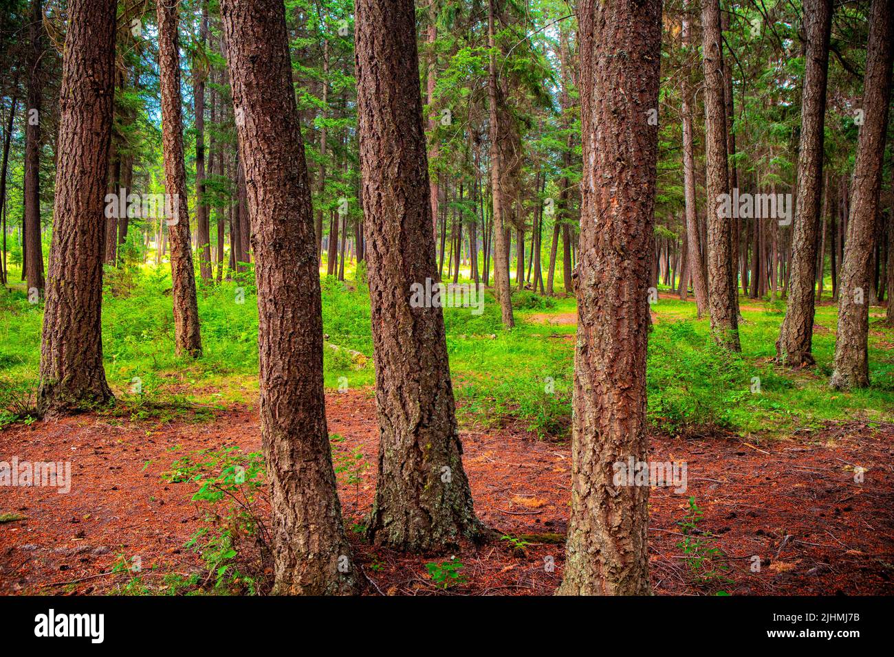 Landscape of trees in forest in British Columbia, Canada Stock Photo ...