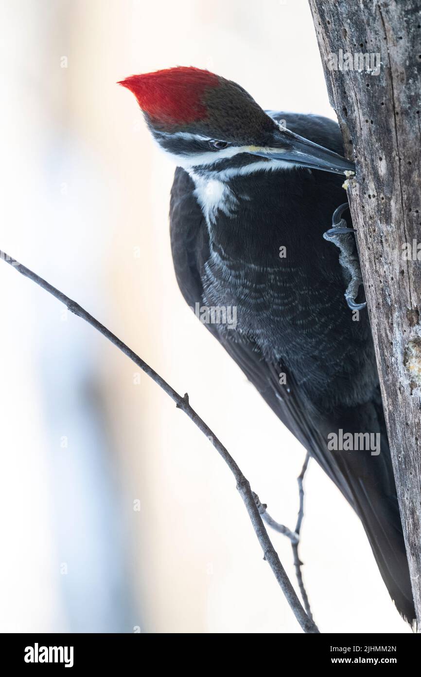 Female Pileated Woodpecker Dryocopus Pileatus Searching For Food On