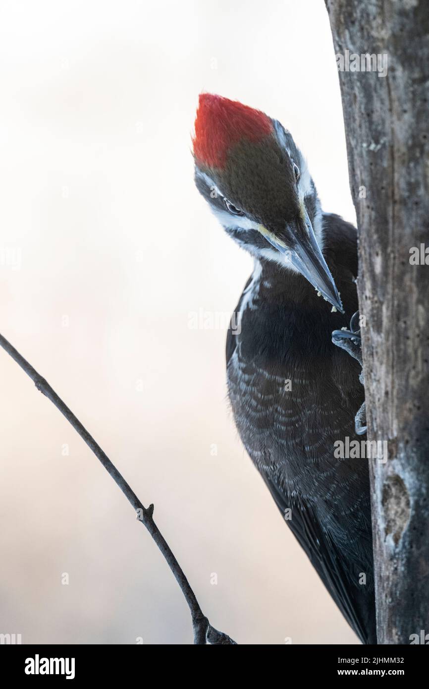 Female pileated woodpecker, Dryocopus pileatus, searching for food on ...
