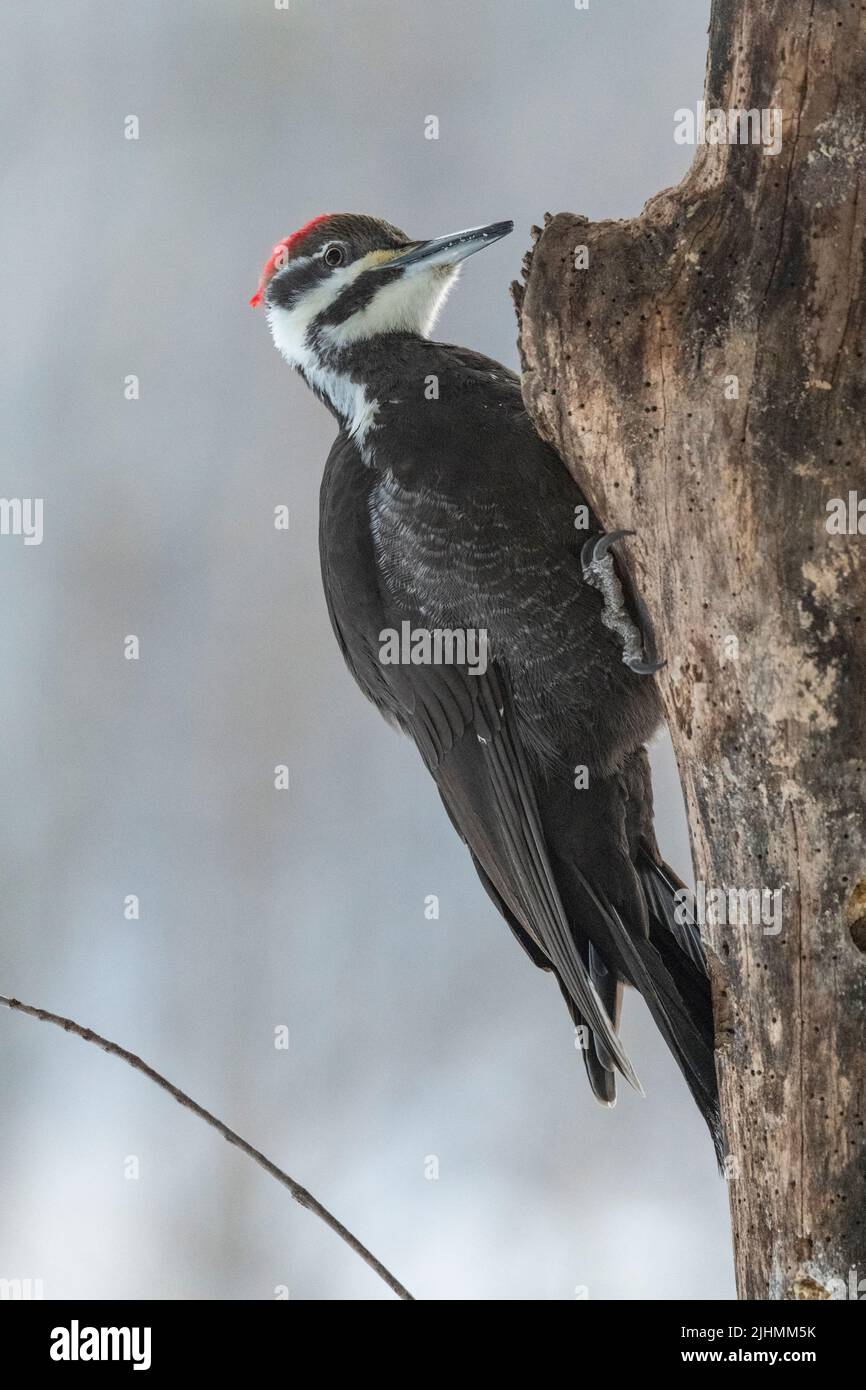 Female pileated woodpecker, Dryocopus pileatus, searching for food on ...