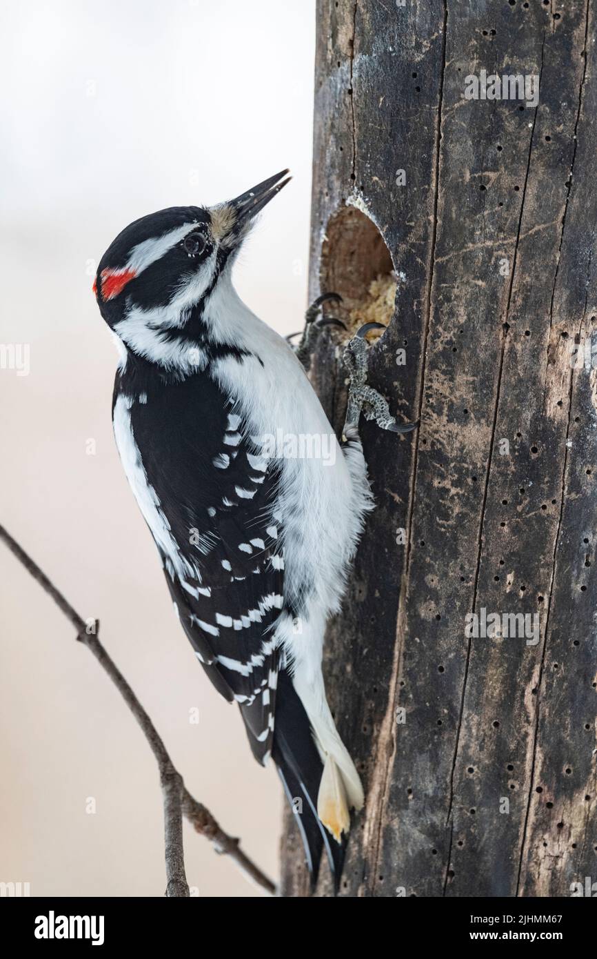Hairy woodpecker leuconotopicus villosus hi-res stock photography and ...
