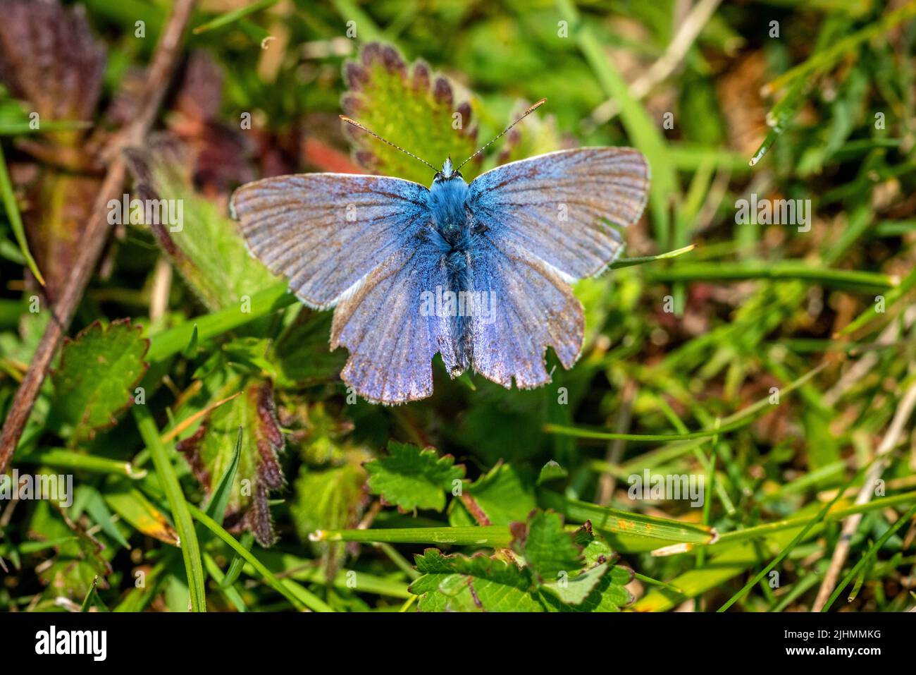 Shoreham, June 4th 2022: Common Blue / Adonis Blue butterfly Stock ...