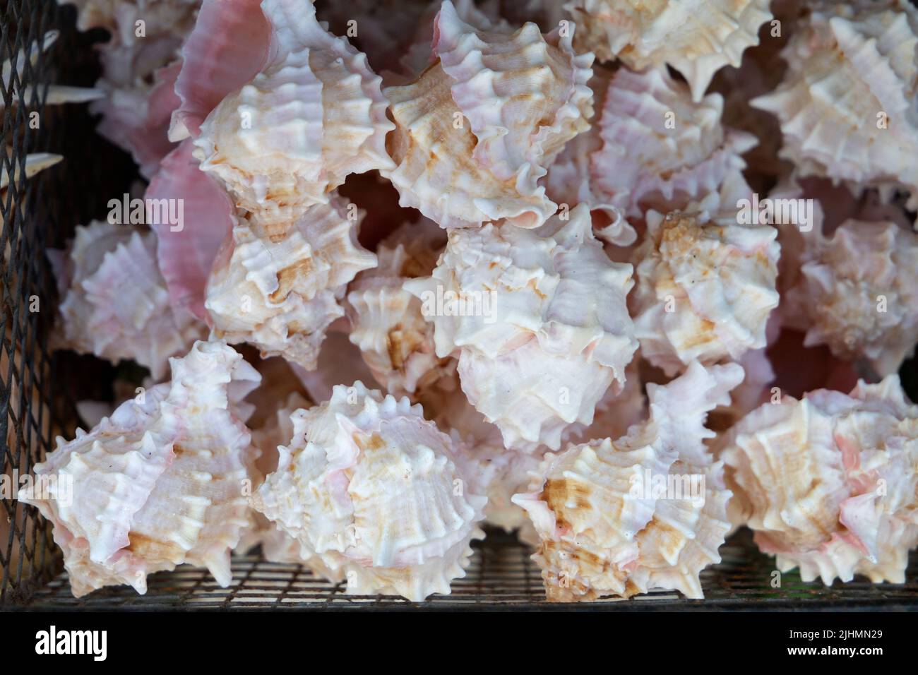 Conch store hi-res stock photography and images - Alamy
