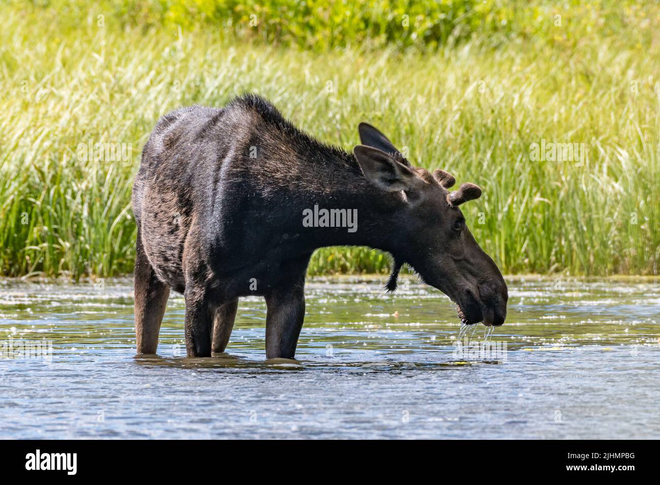 Moose profile hi-res stock photography and images - Alamy