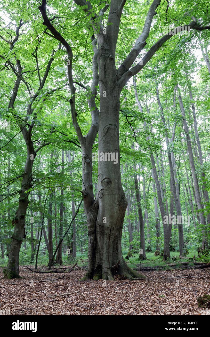 old beech tree in deciduous forest Stock Photo - Alamy