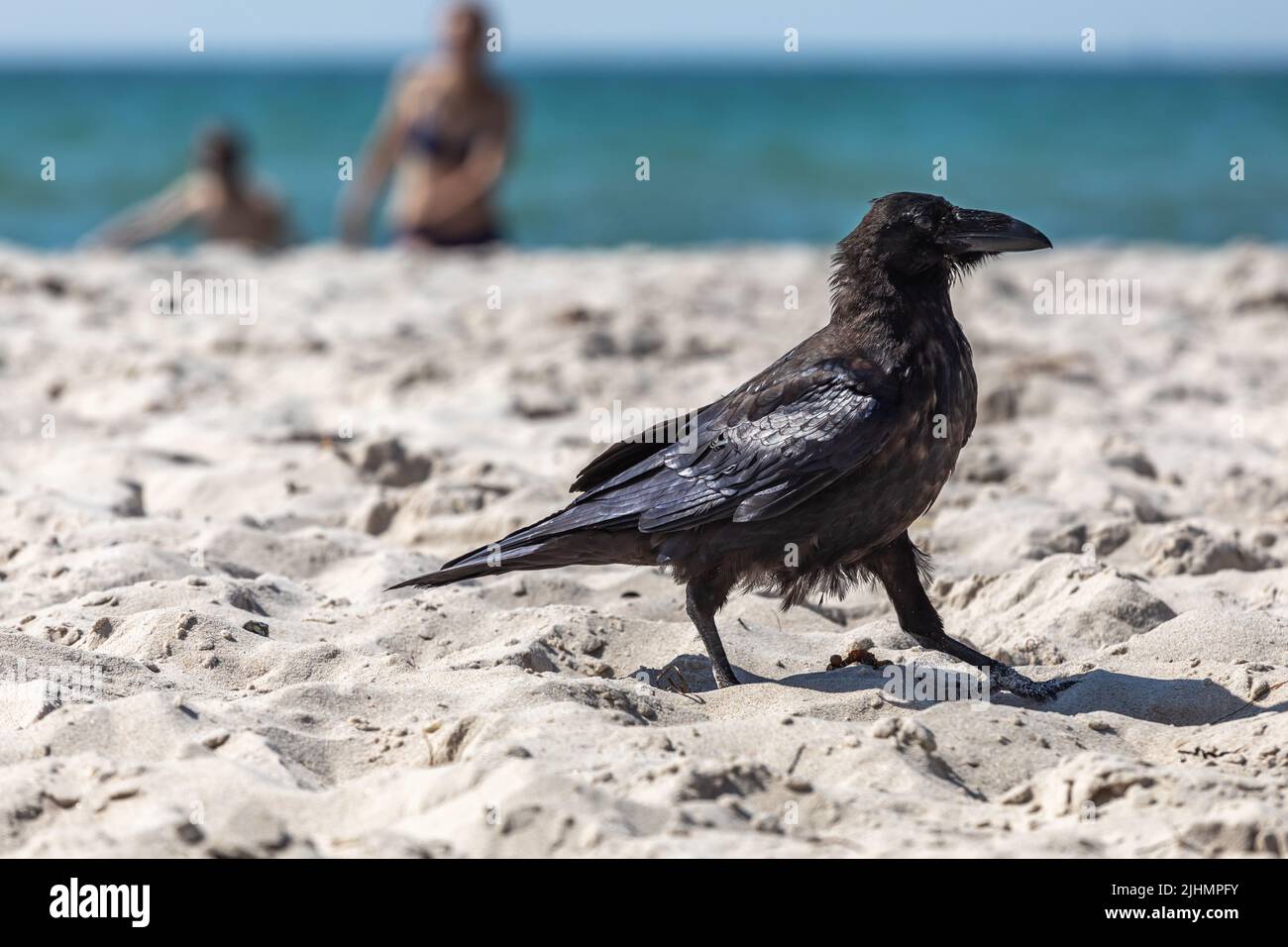 black raven walks on the bathing beach Stock Photo - Alamy